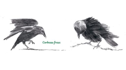 Maître Corbeau - Rebelle-Santé