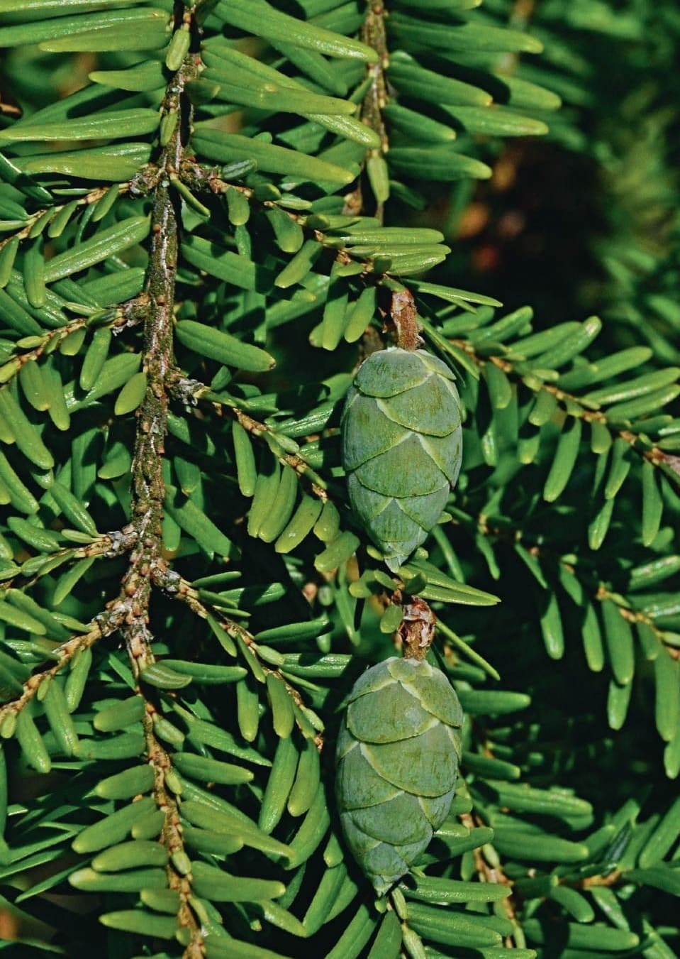 Pruche, le double effet respiration et sérénité - Rebelle-Santé