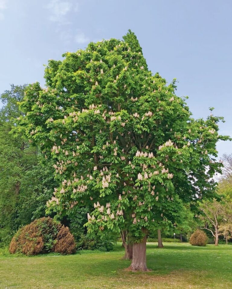 Le marronnier d'Inde