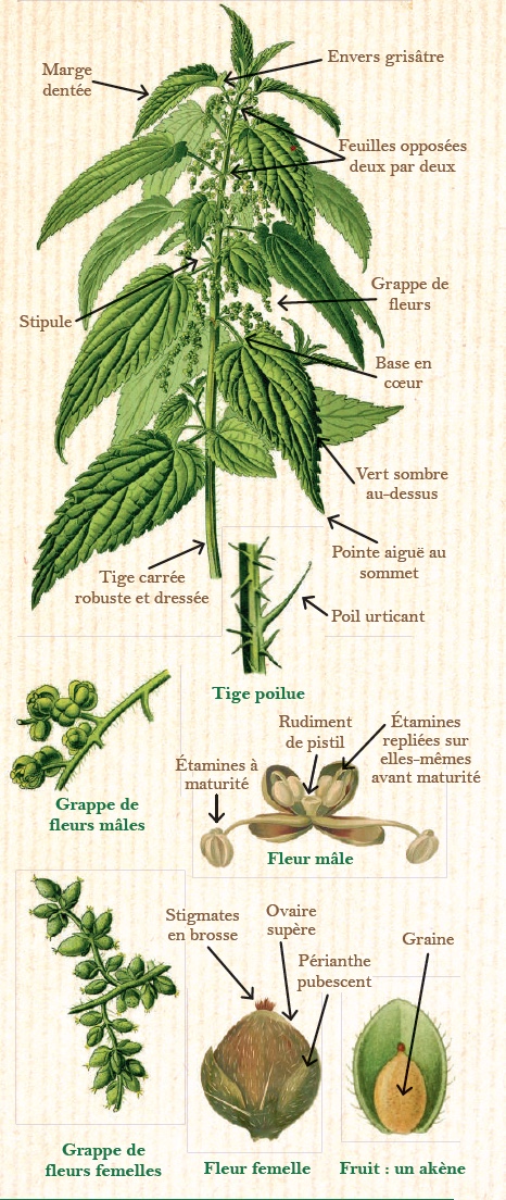 L'ortie piquante - Rebelle-Santé