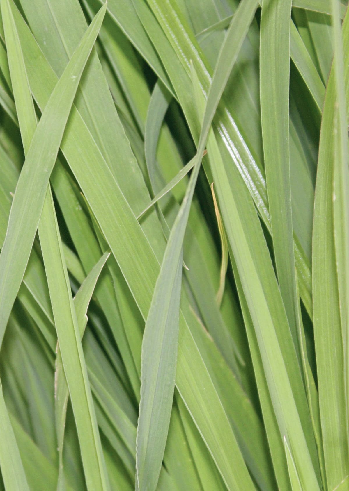 Palmarosa (Cymbopogon martinii), l'esthéticienne aromatique - Rebelle-Santé